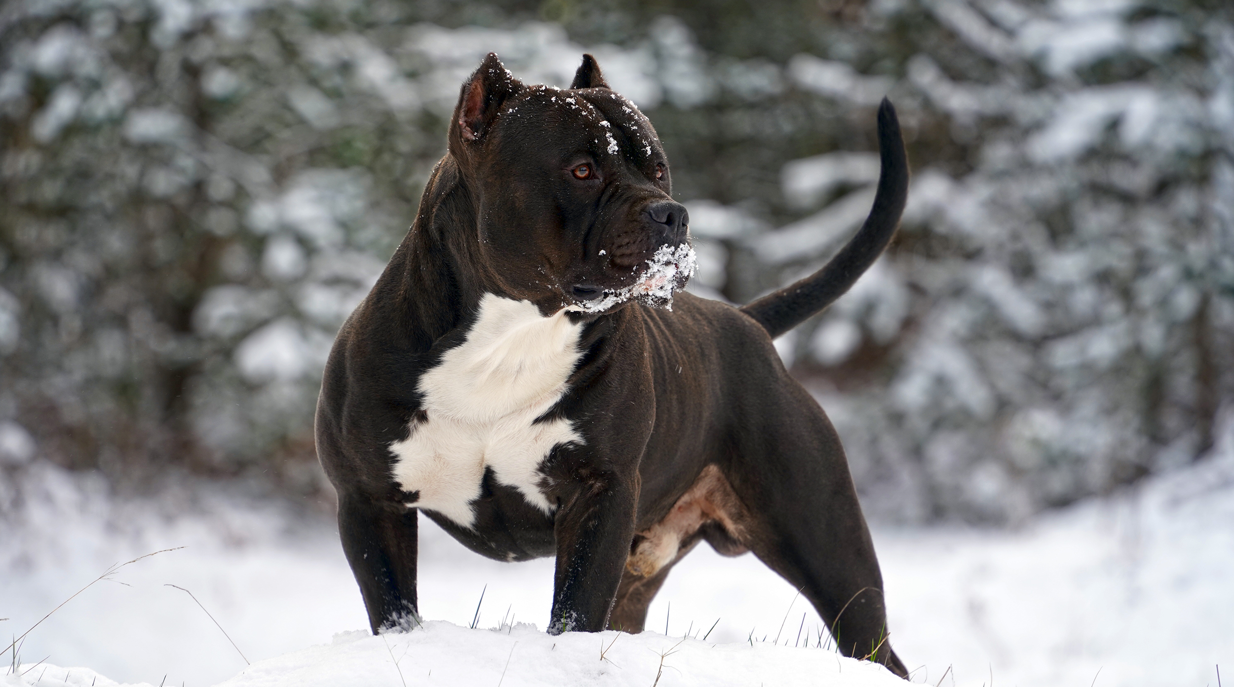 American Bully Puppies - Cerberus Bullies Home - XL Pitbulls