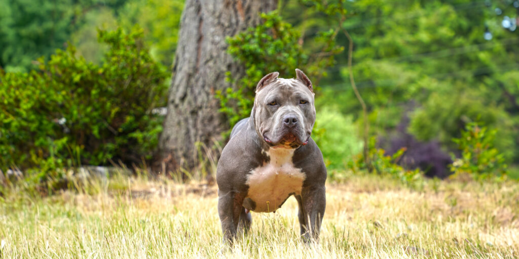 American Bully Puppies & XL Pitbulls - Cerberus Bullies